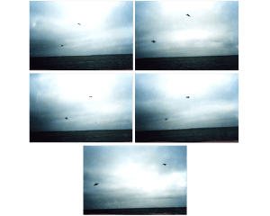 They Fly Blog & News